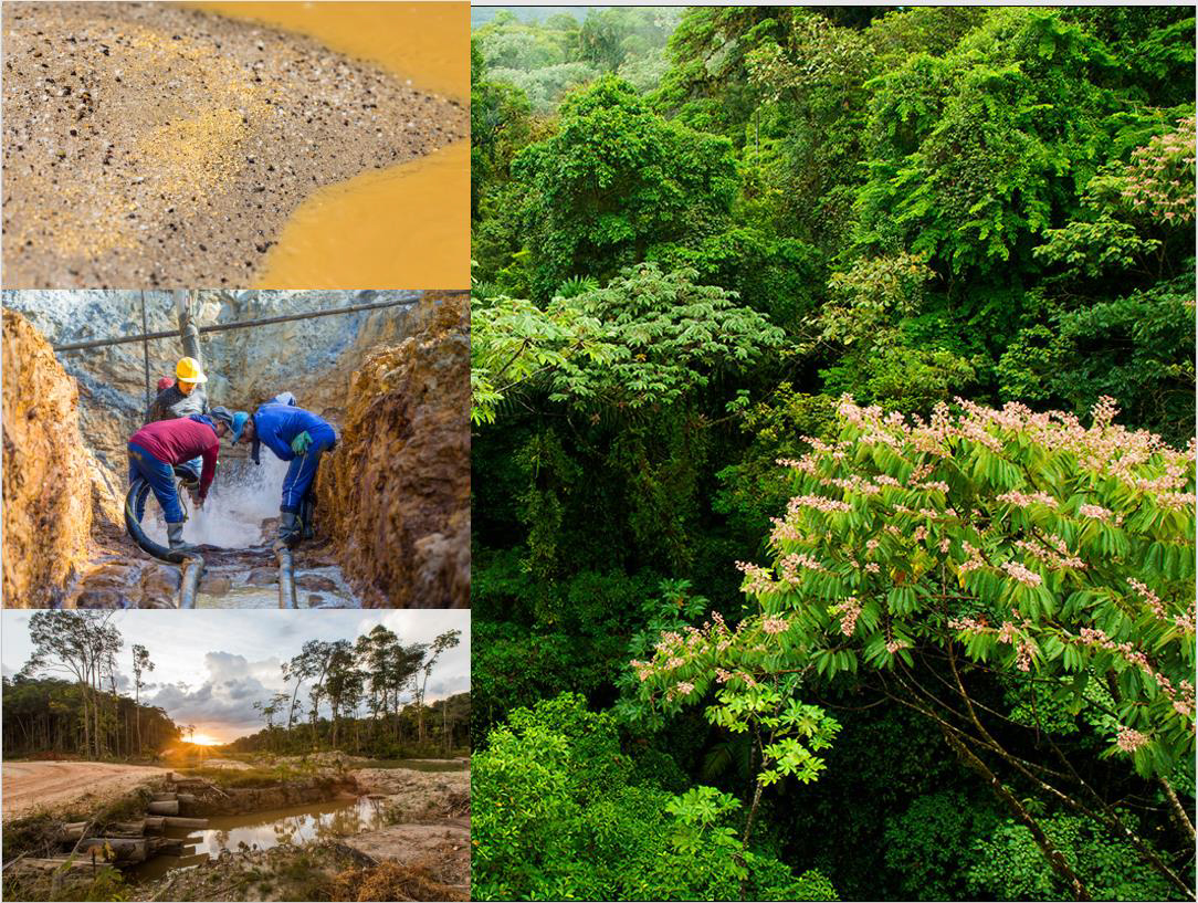 French Guiana - Mining site reforestation - Kering - ATHYS RECOVERY ...